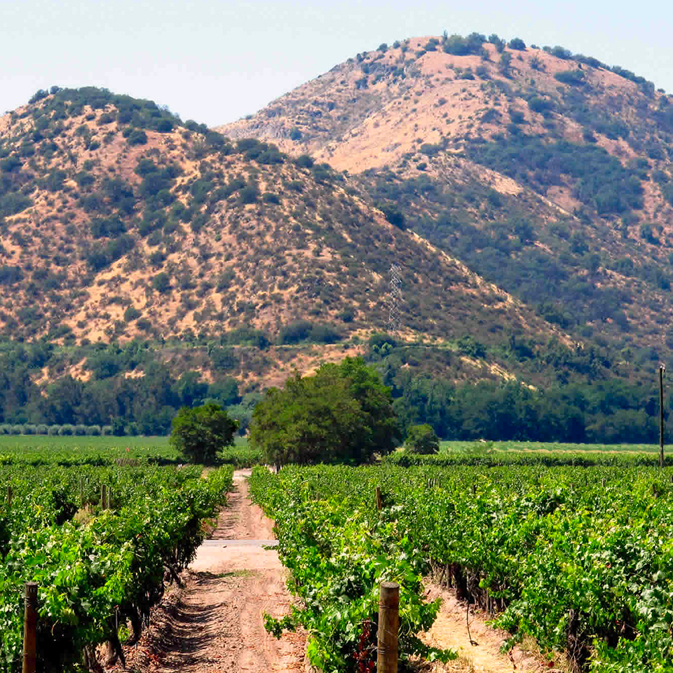 Private Tour Maipo Valley | Tour and Wine Tasting