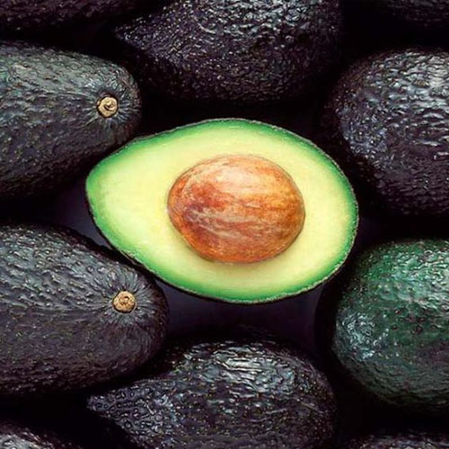 Palta Hass