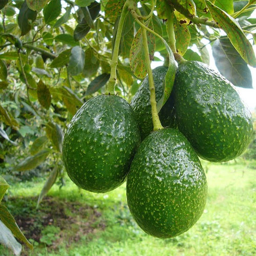 Palta Hass