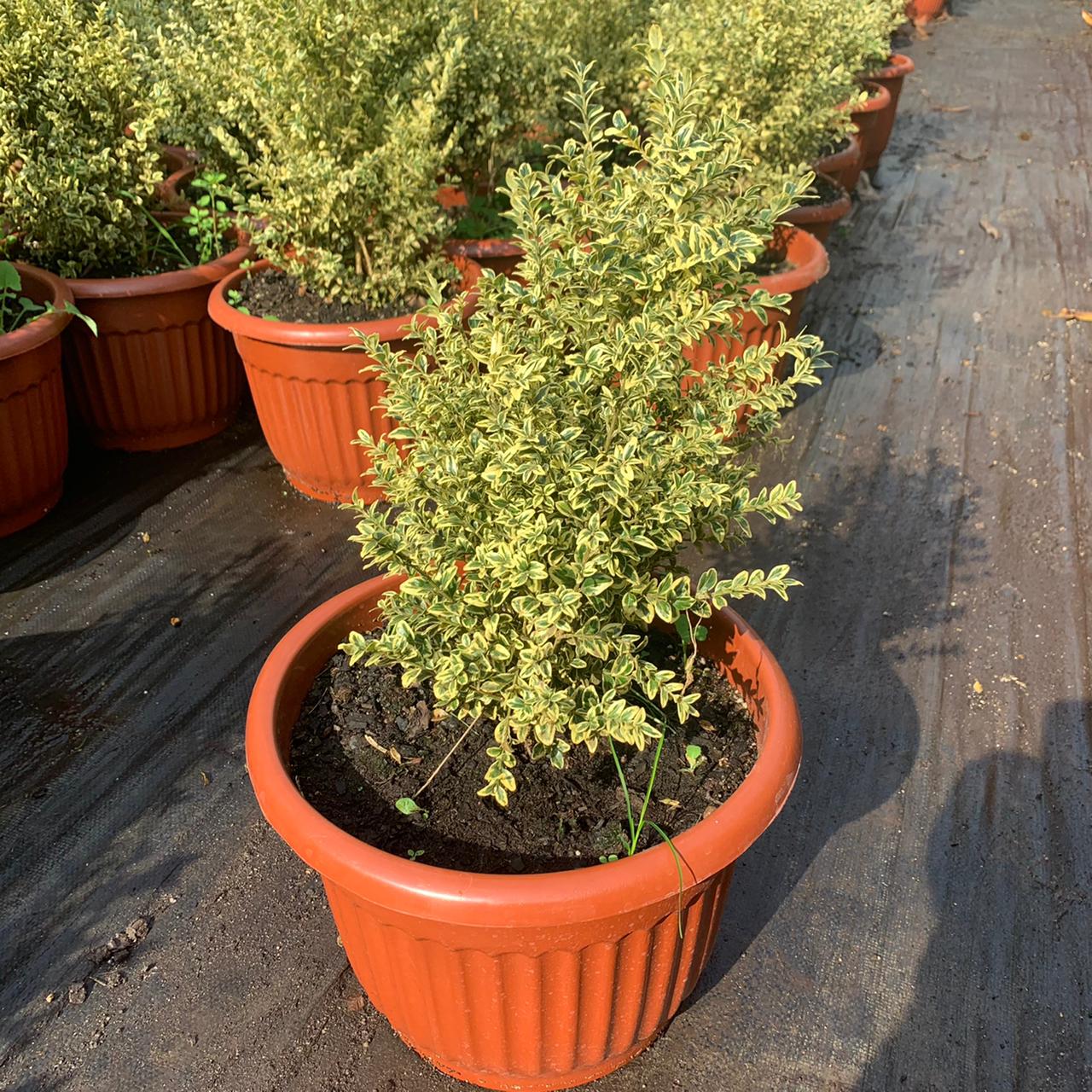 Boj variegado
