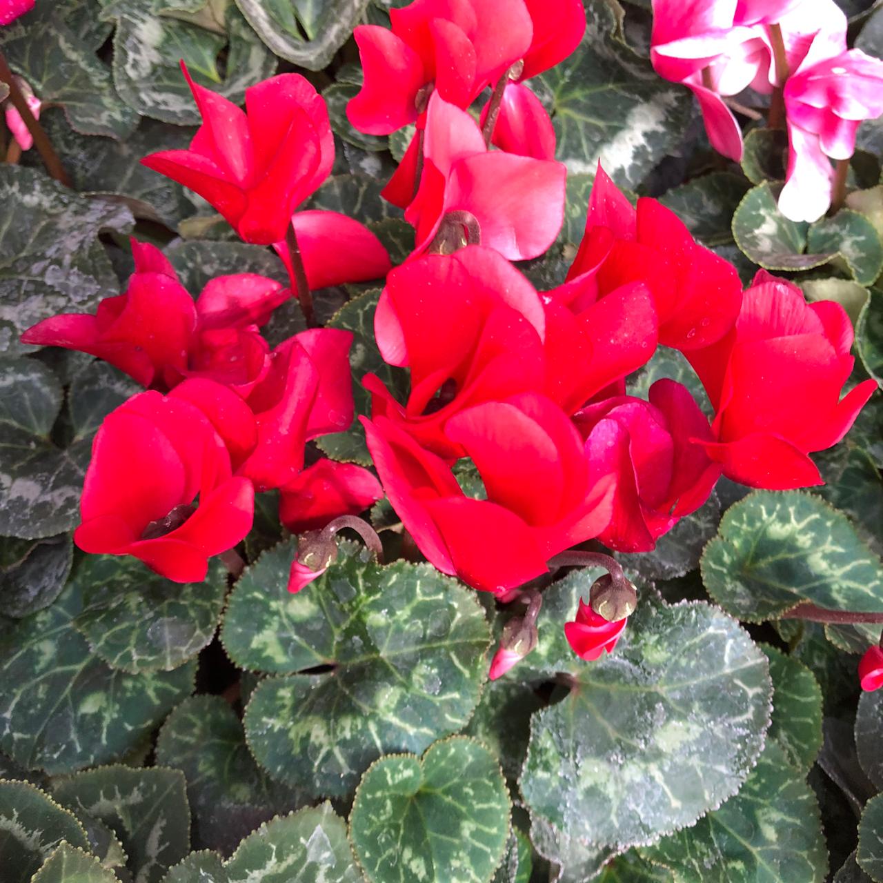 Cyclamen