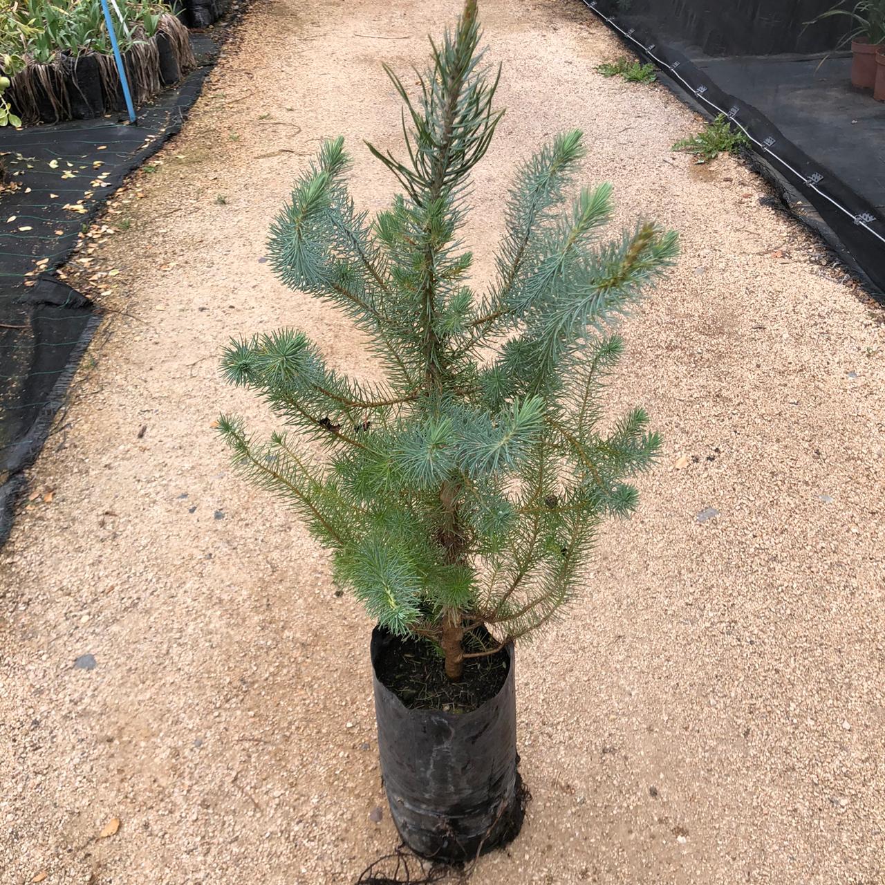 Pinus pinea