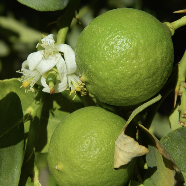 Limón Sutil de Pica