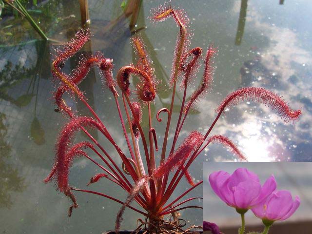 Kit de cultivo drosera capensis all red