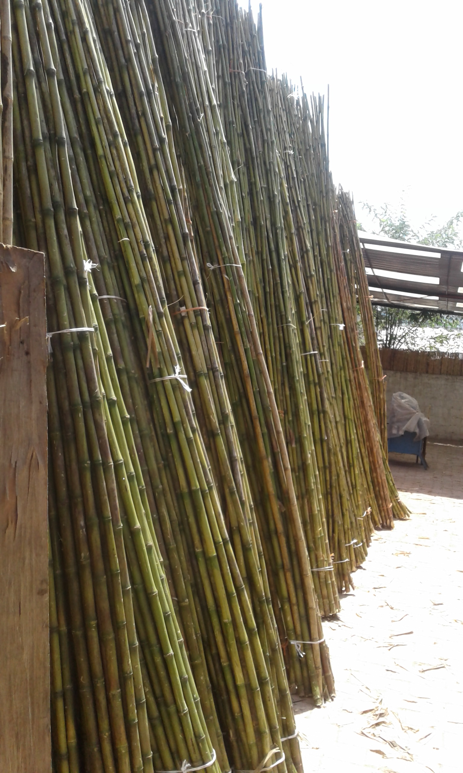 Bambú Colihue Sin seleccionar en bruto | Dosel Bambú