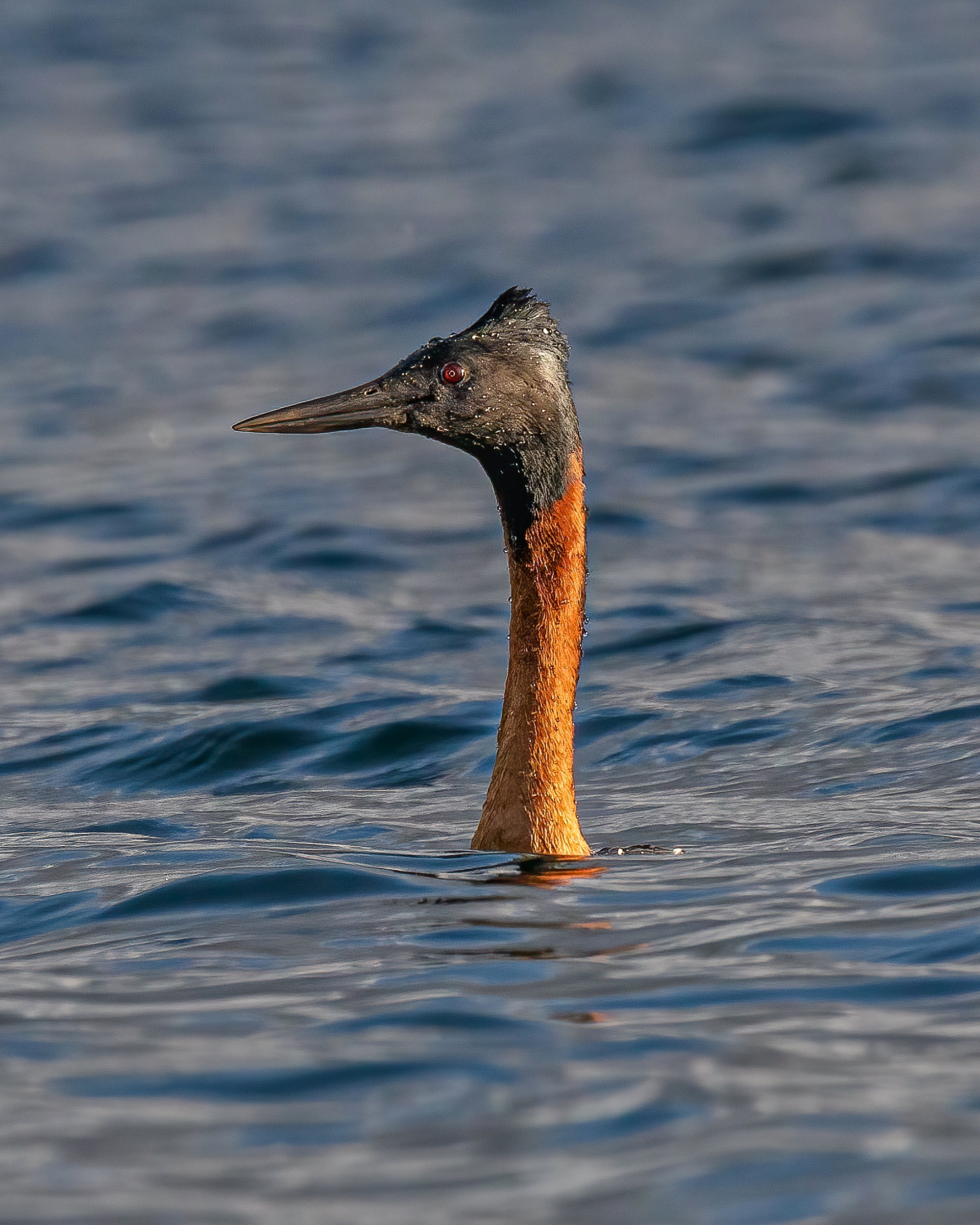 Huala | JPR Photography