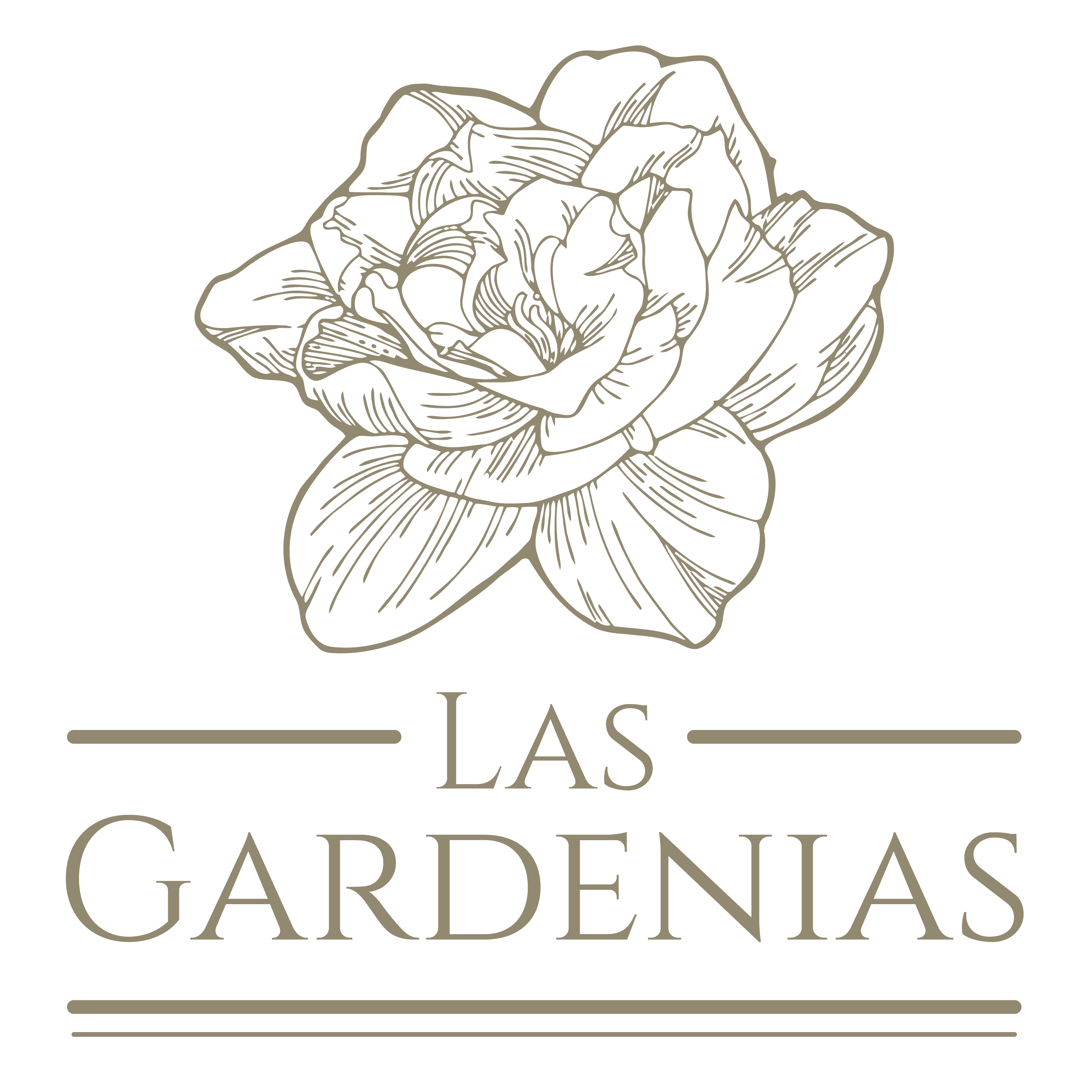 Raiz tuberosa de dalia Jean Marie