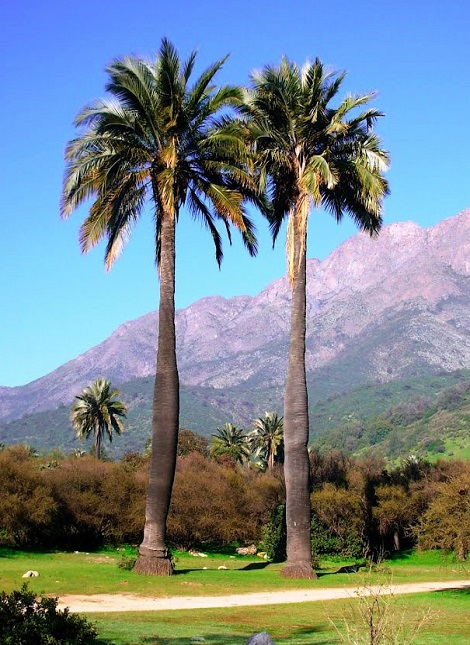 Semillas de Palma Chilena (por saco)