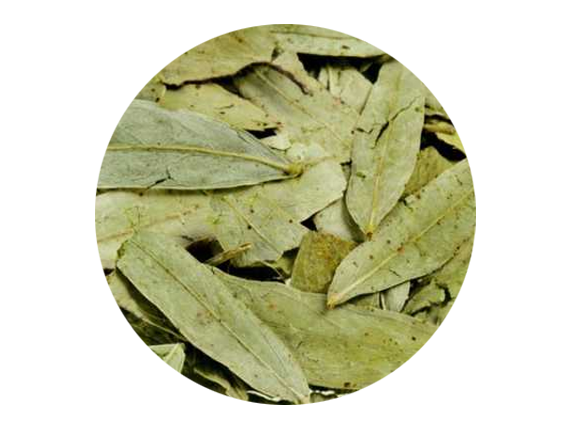 SEN / SEN DE ALEJANDRIA (Senna alexandrina) Presentación: H